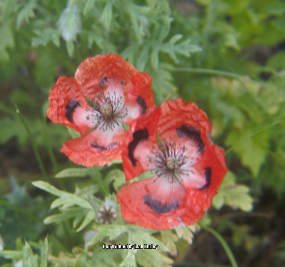 Photo of the bloom of Poppy (Papaver commutatum 'Ladybird') posted by ...