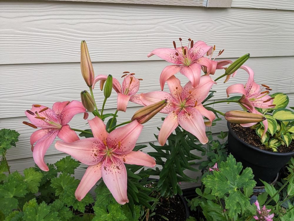 Photo of the bloom of Lily (Lilium 'Morpho Pink') posted by Joy ...