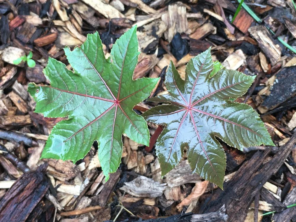 Photo of the seedling or young plant of Castor Bean (Ricinus communis ...