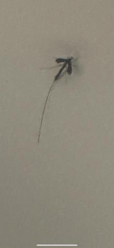 Wasp? Identification in the Insect and Bug ID forum - Garden.org