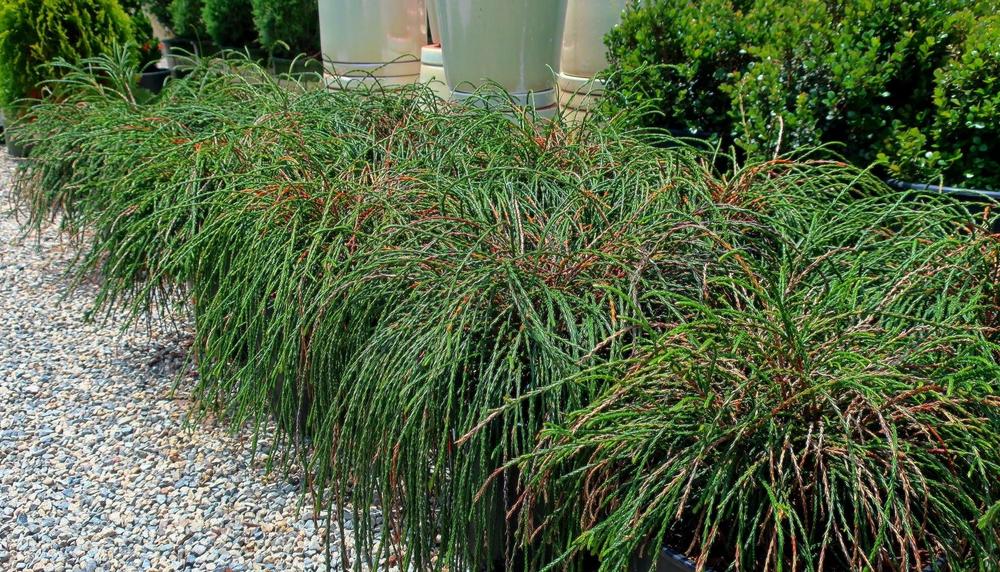 Western Red Cedar (Thuja plicata 'Whipcord') in the Arborvitaes ...