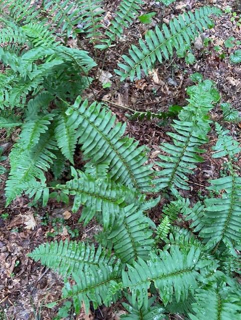 Fern ID in the Plant ID forum - Garden.org