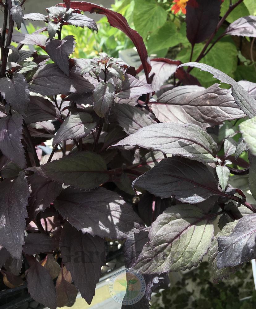 Photo of the leaves of Blue Throatwort (Trachelium caeruleum 'Lake ...