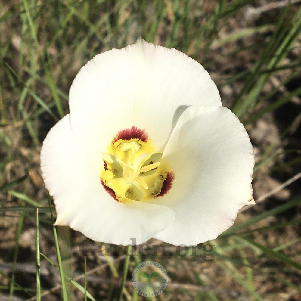 Photo of the bloom of Sego Lily (Calochortus nuttallii) posted by ...