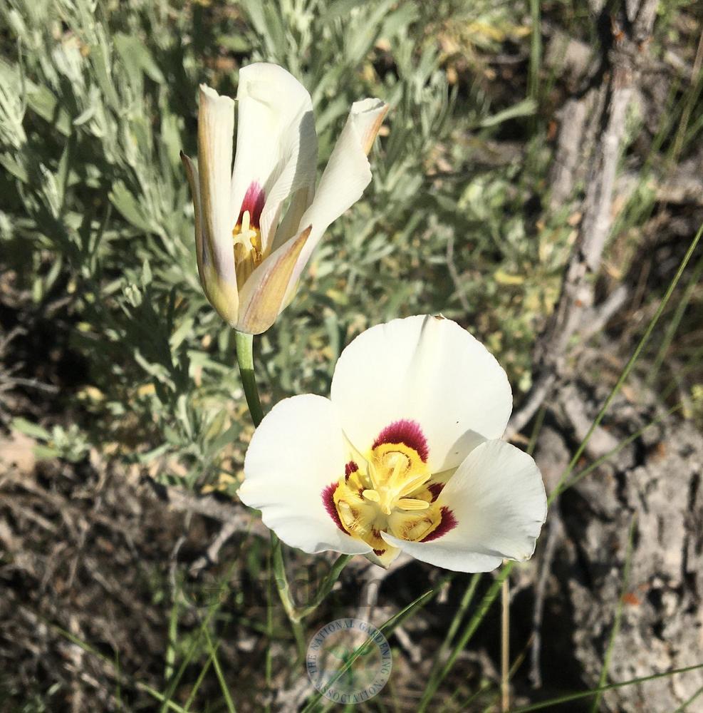 Photo of the bloom of Sego Lily (Calochortus nuttallii) posted by ...