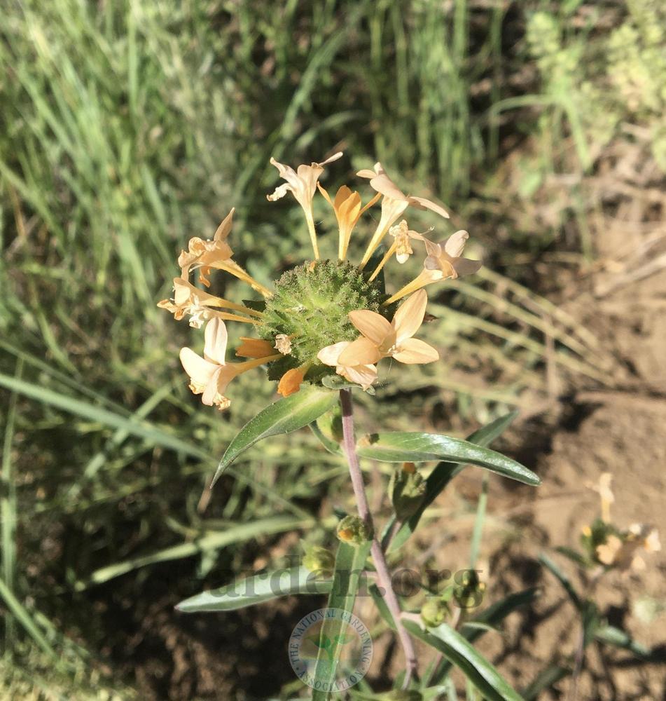 Collomia (Collomia grandiflora) - Garden.org