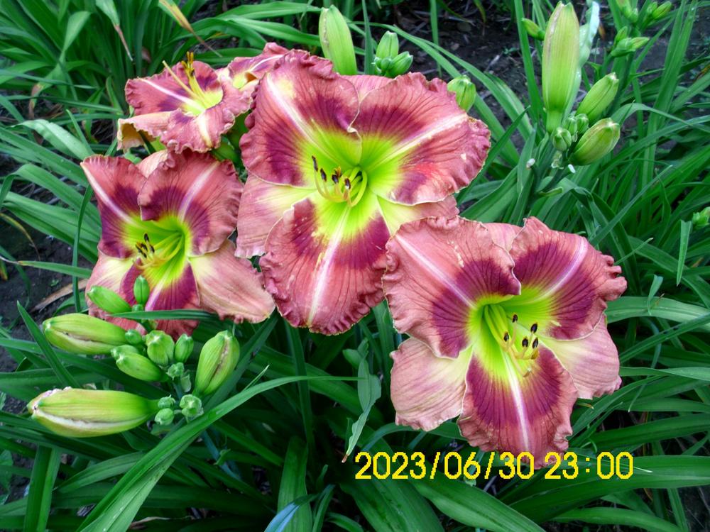 July Seedlings in the Daylilies forum - Garden.org