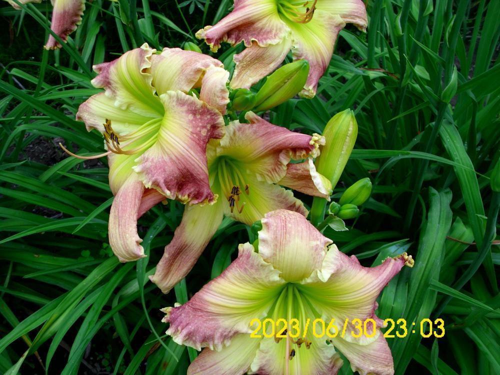 July Seedlings in the Daylilies forum - Garden.org