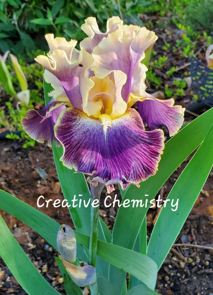 Photo of the bloom of Tall Bearded Iris (Iris 'Creative Chemistry') posted by Diana804G5 ...