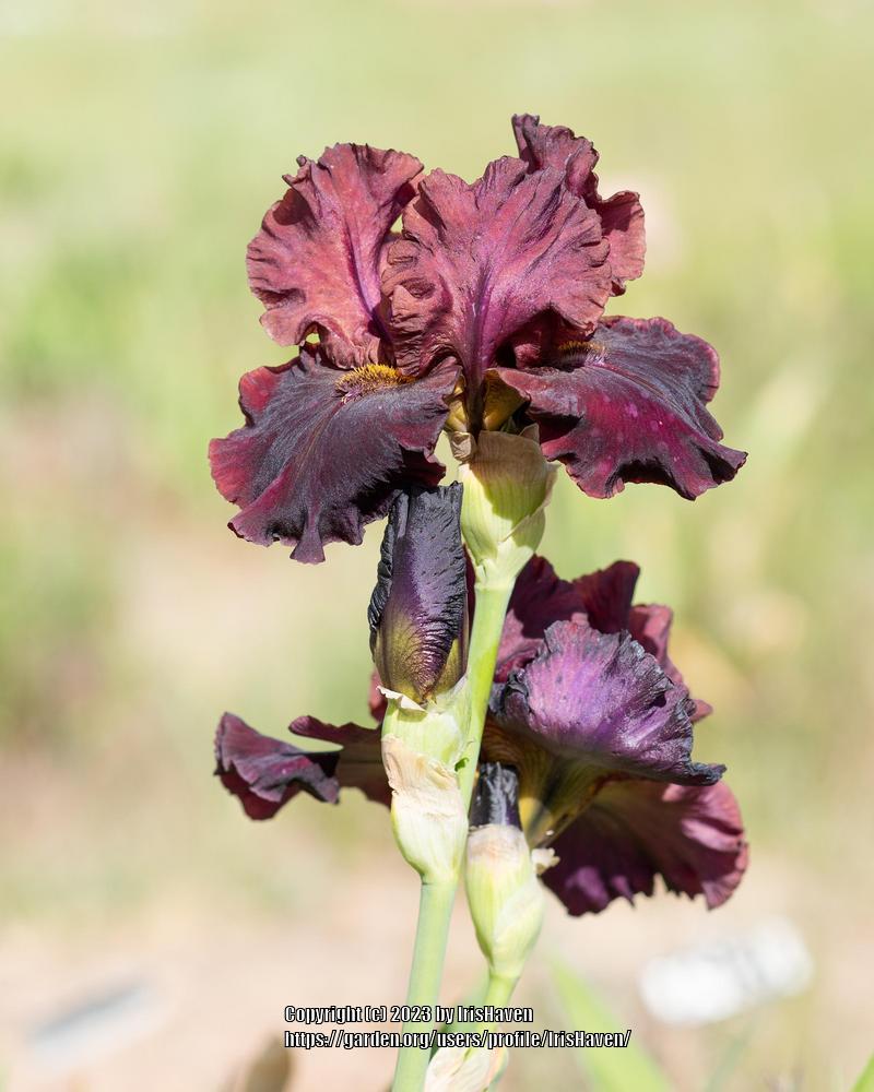 Photo of the bloom of Tall Bearded Iris (Iris 'Sweet Cherry Wine ...