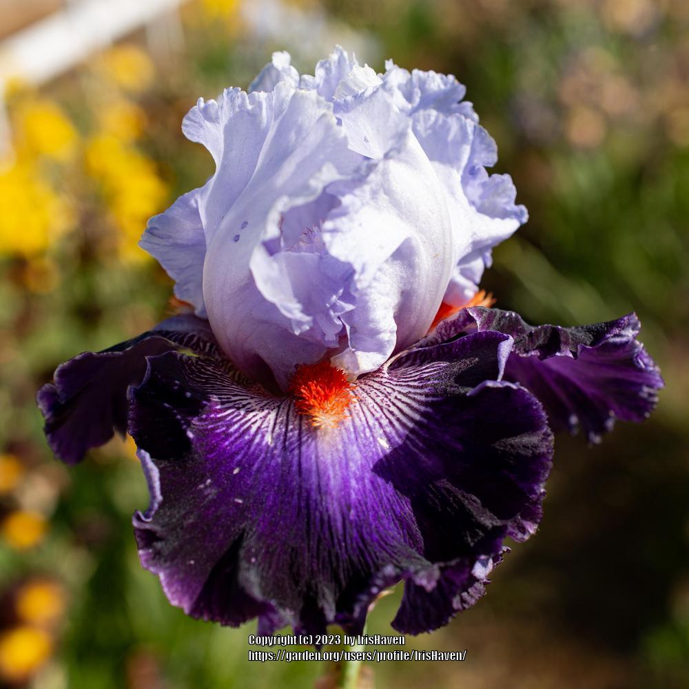 Photo of the bloom of Tall Bearded Iris (Iris 'Wired in Blue') posted ...