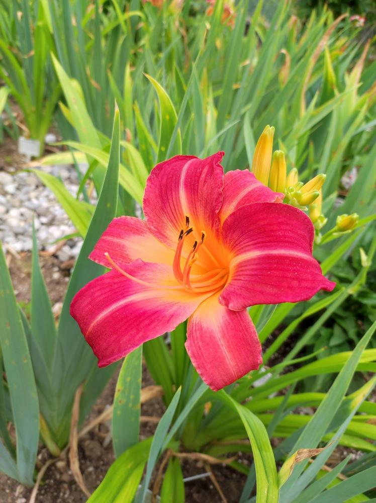 Photo of the bloom of Daylily (Hemerocallis 'Cherry Cheeks') posted by ...