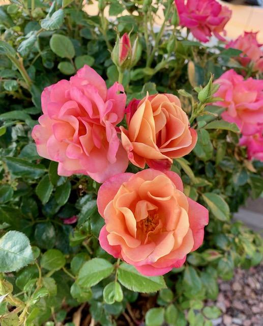 Photo of the bloom of Rose (Rosa 'Polynesian Punch') posted by ...
