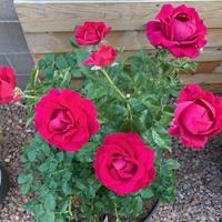 Photo of the entire plant of Rose (Rosa 'Belles Rives') posted by ...