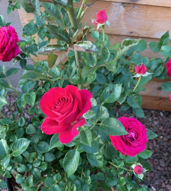 Photo of the bloom of Rose (Rosa 'Belles Rives') posted by ...