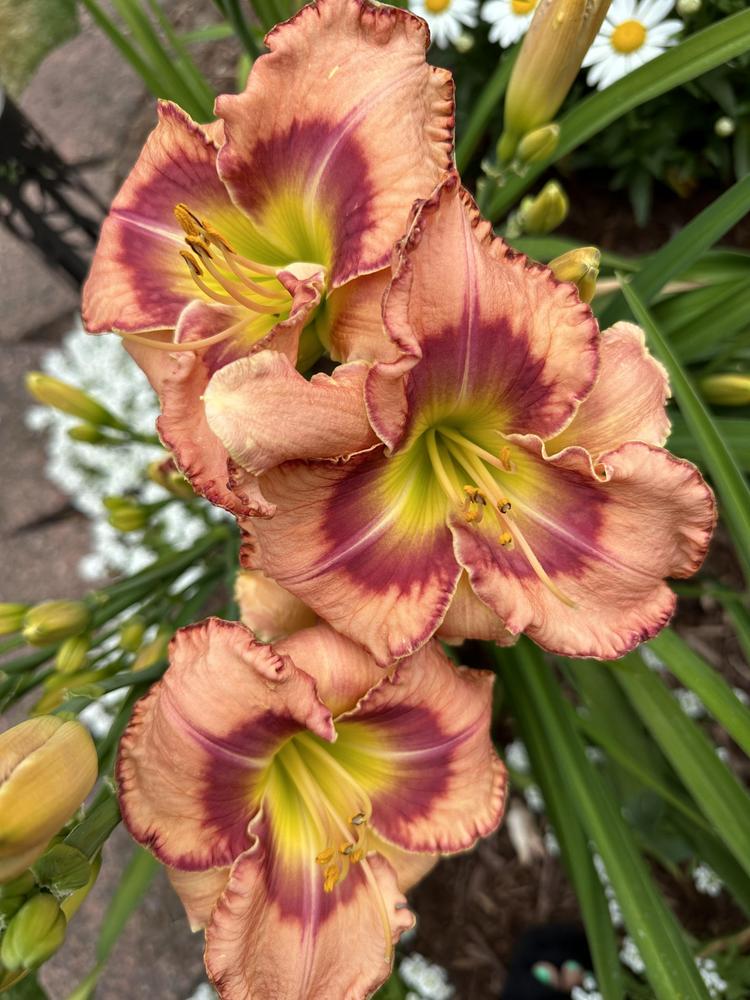 Photo of the bloom of Daylily (Hemerocallis 'Eye Gotcha!') posted by ...