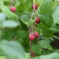 Photo of the fruit of Raspberry (Rubus idaeus) posted by cliftoncat ...