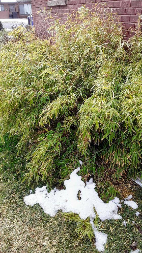 fargesia rufa in the Ask a Question forum - Garden.org