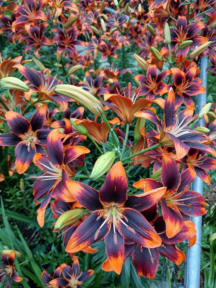 Photo of the bloom of Lily (Lilium 'Forever Susan') posted by plasko20 ...
