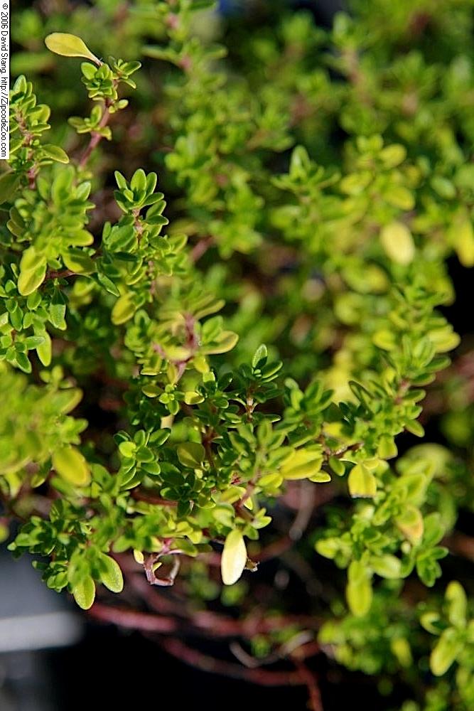 Photo of the leaves of Broadleaf Thyme (Thymus pulegioides 'Bertram Anderson') posted by ...