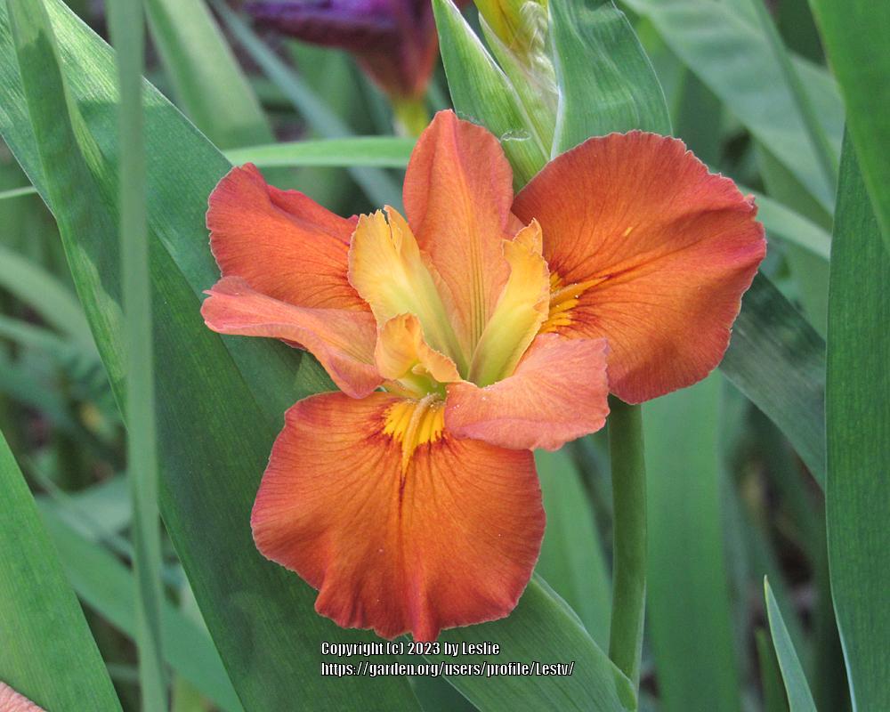 Photo of the bloom of Louisiana Iris (Iris 'Flaming Hot') posted by ...