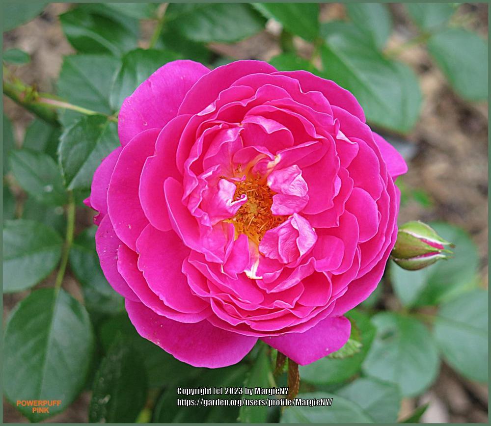 Photo of the bloom of Floribunda Rose (Rosa 'PowerPuff Pink') posted by ...