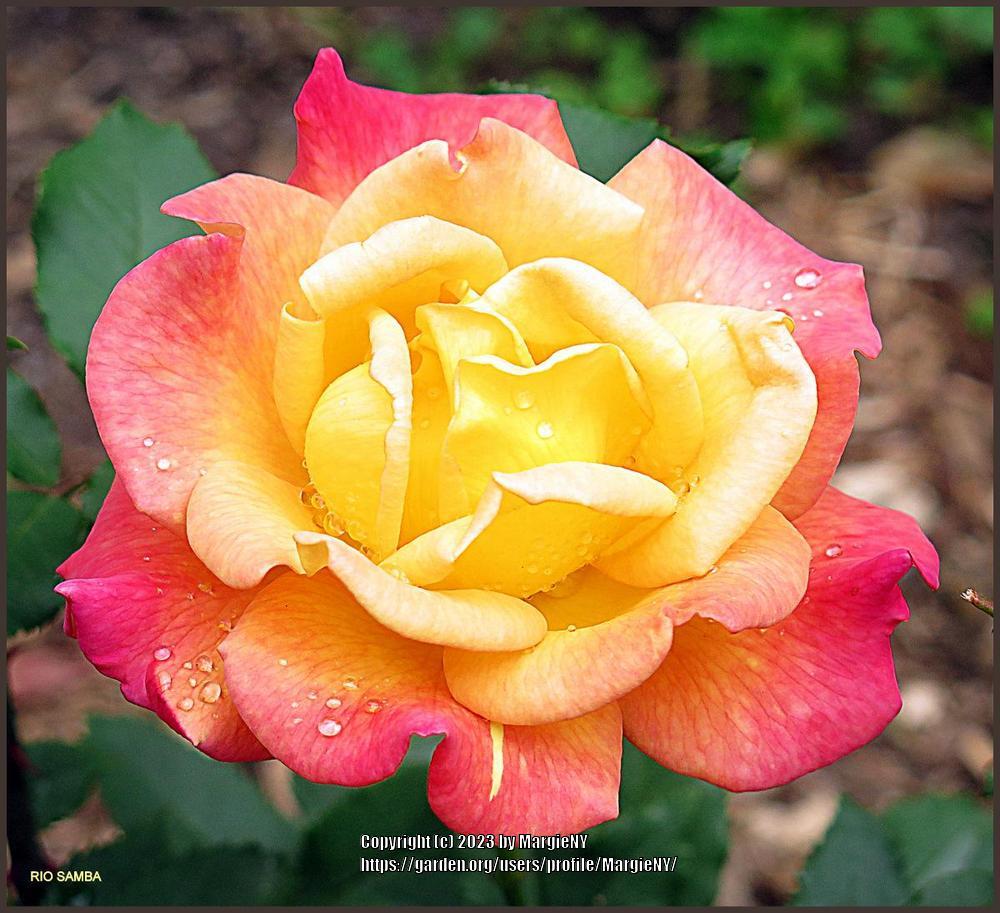 Photo of the bloom of Hybrid Tea Rose (Rosa 'Rio Samba') posted by ...