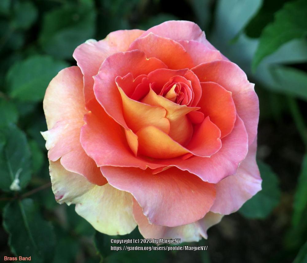 Photo of the bloom of Rose (Rosa 'Brass Band') posted by MargieNY ...