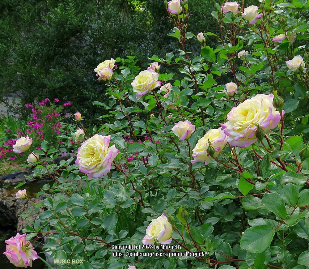 Photo of the entire plant of Rose (Rosa 'Music Box') posted by MargieNY ...