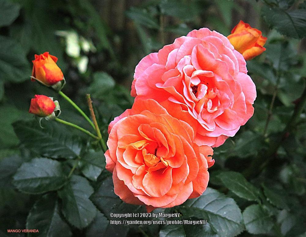 Photo of the bloom of Rose (Rosa 'Mango Veranda') posted by MargieNY ...