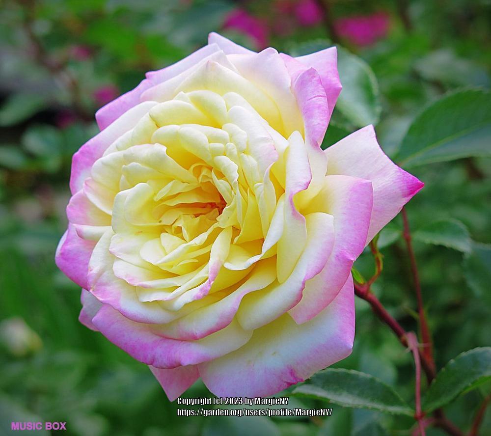 Photo of the bloom of Rose (Rosa 'Music Box') posted by MargieNY ...