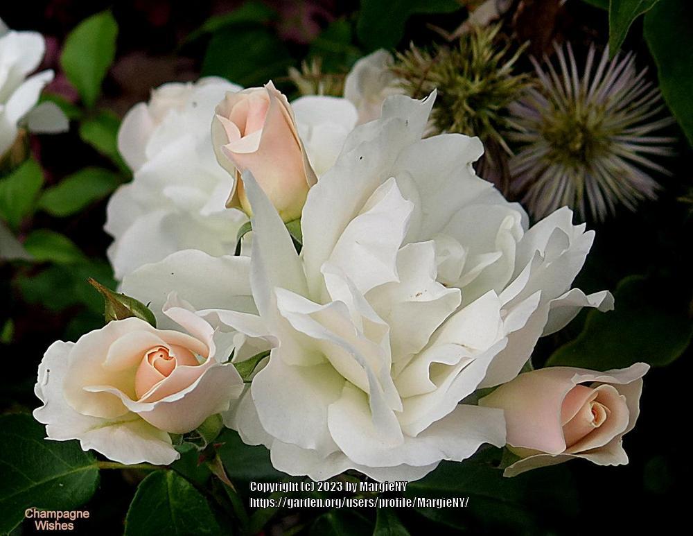 Photo of the bloom of Rose (Rosa 'Champagne Wishes') posted by MargieNY ...
