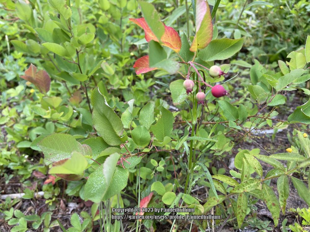 Photo of the fruit of Running Serviceberry (Amelanchier stolonifera ...
