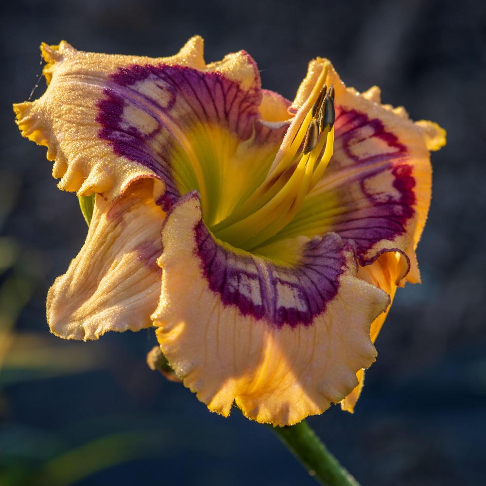 Photo of the bloom of Daylily (Hemerocallis 'Solomon's Sunrise') posted ...