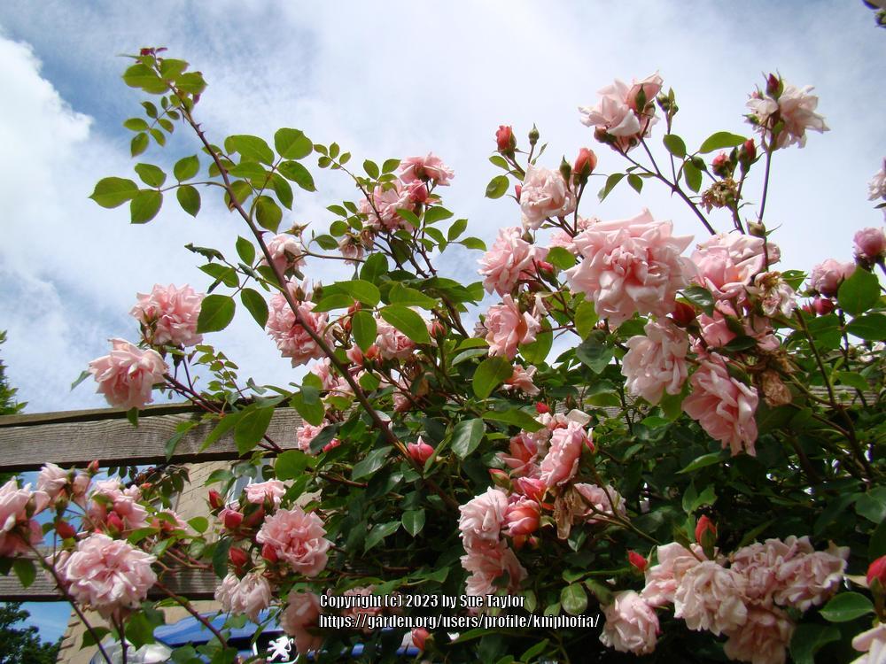 Photo of the bloom of Rambling Rose (Rosa 'Albertine') posted by ...