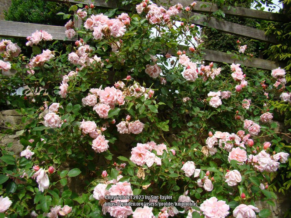 Photo of the entire plant of Rambling Rose (Rosa 'Albertine') posted by ...