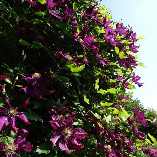 Clematis 'Voluceau' in the Clematis Database - Garden.org