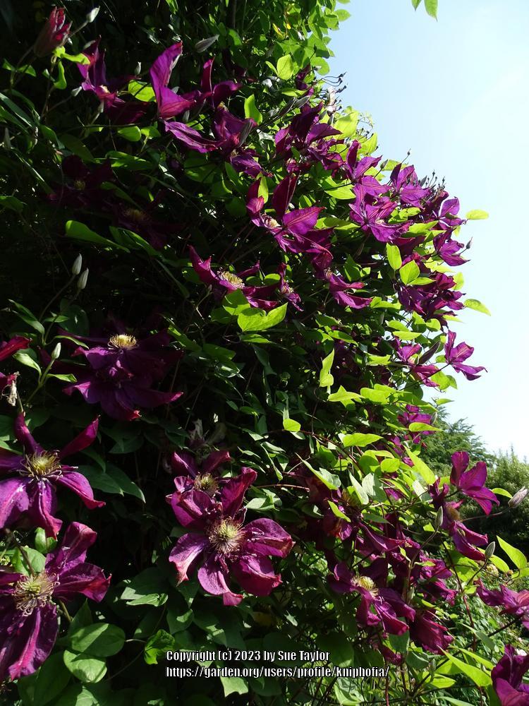 Clematis 'Voluceau' in the Clematis Database - Garden.org