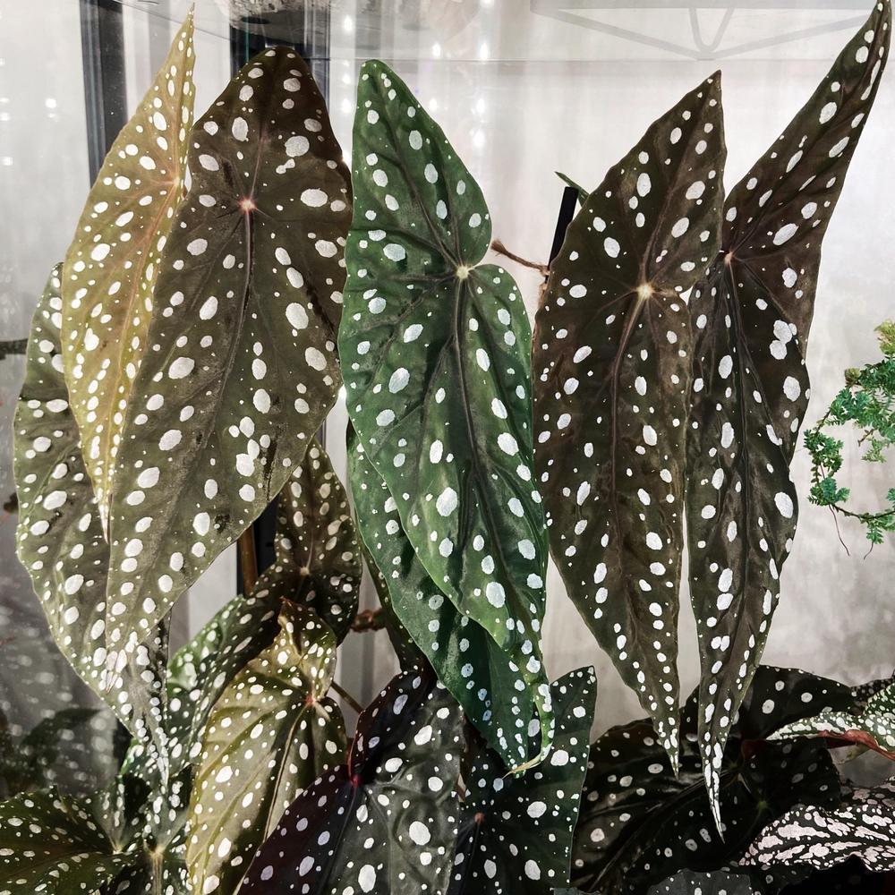 Begonia 'Eric Seel' in the Begonias Database - Garden.org