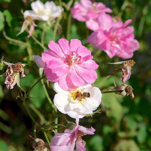 Shrub Rose (Rosa 'Bermuda's Kathleen') in the Roses Database - Garden.org