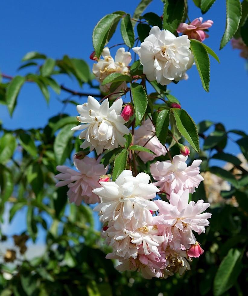 Hybrid Musk Rose (Rosa 'Clytemnestra') in the Roses Database - Garden.org