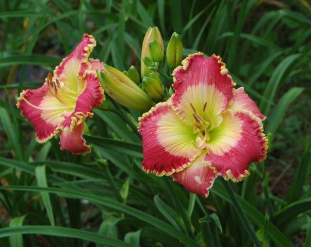 Photo of the entire plant of Daylily (Hemerocallis 'Watermelon Summer ...