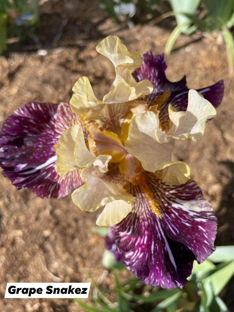 Photo of the bloom of Tall Bearded Iris (Iris 'Grape Snakez') posted by ...