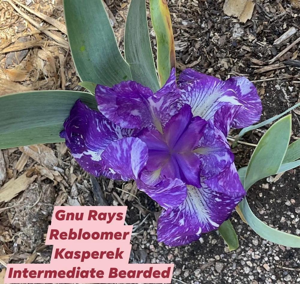 Photo of the bloom of Intermediate Bearded Iris (Iris 'Gnu Rayz') posted by Bloomerrang - Garden.org