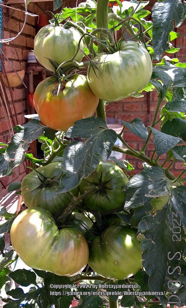 Photo of the fruit of Tomato (Solanum lycopersicum 'Brandywine, Pink ...