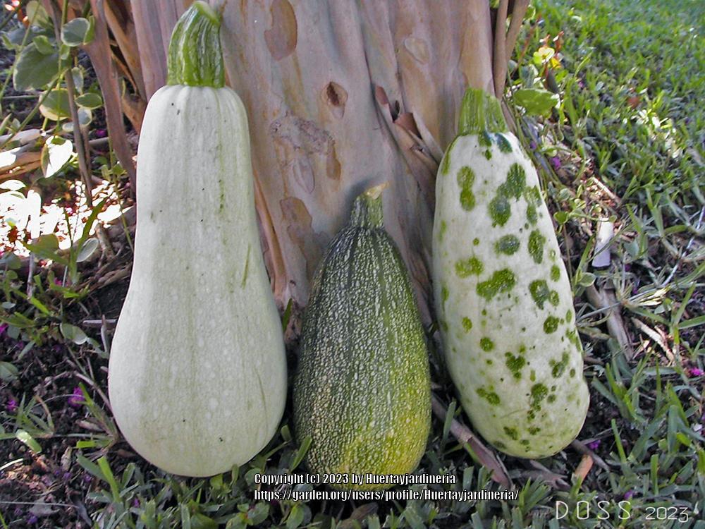 Photo of the fruit of Zucchini (Cucurbita pepo 'Basima') posted by ...