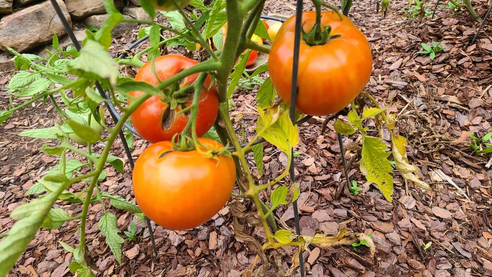 Tomato (Solanum lycopersicum 'Bella Rosa') in the Tomatoes Database ...