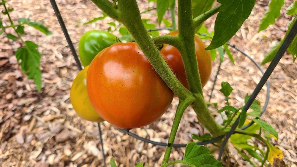 Photo of the fruit of Tomato (Solanum lycopersicum 'First Prize ...