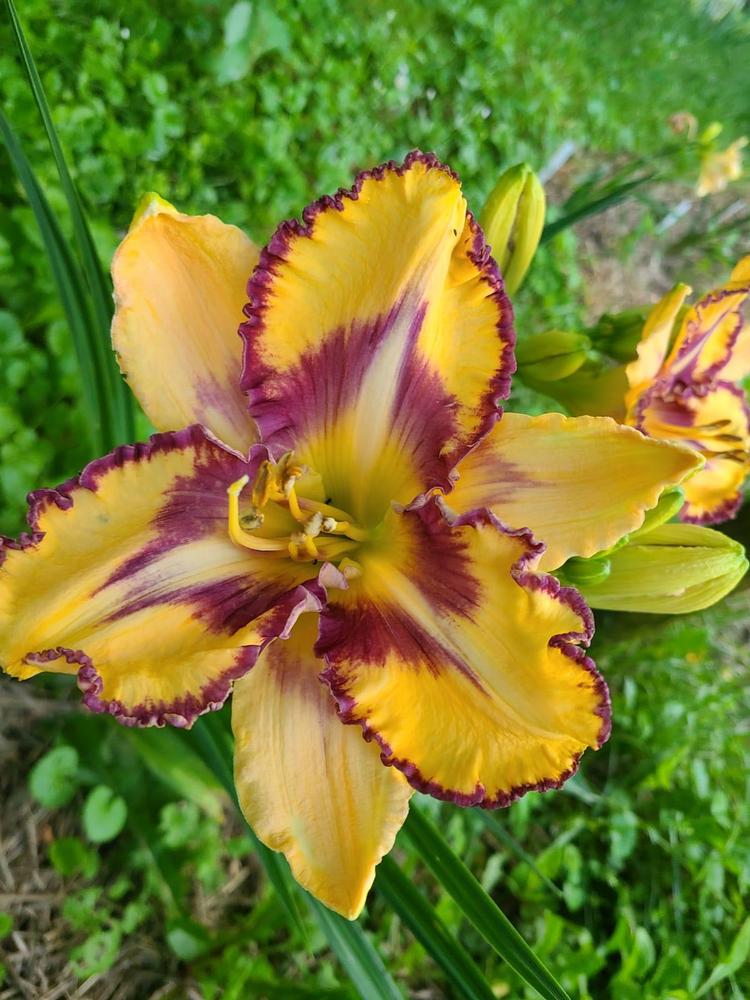 Photo of the bloom of Daylily (Hemerocallis 'Kaleidoscope Canyon') posted by RebekaSara - Garden.org