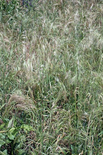 Photo of the entire plant of Great Brome (Bromus diandrus) posted by ...